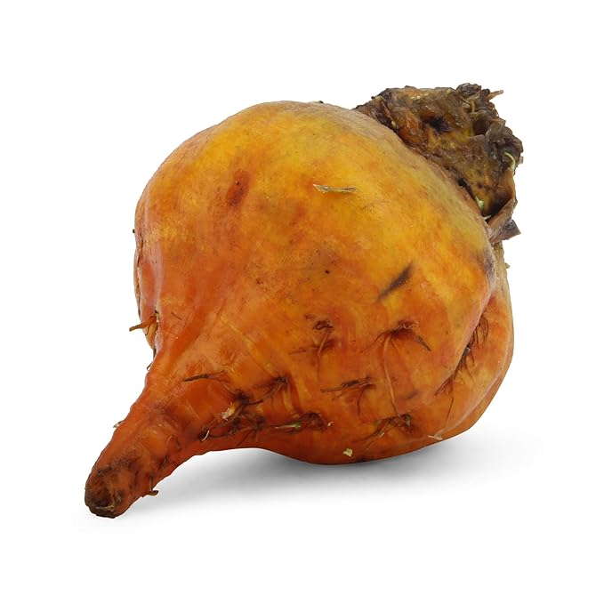 Amazon.com: Root Beet Golden Organic, 1 Each : Grocery & Gourmet Food