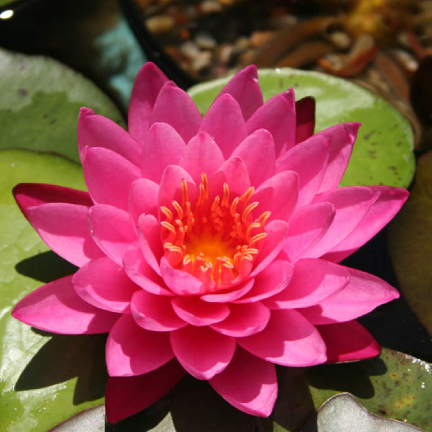 Amazon.com : Planterest - Nymphaea Mayla Dark Pink Hardy Water Lily ...