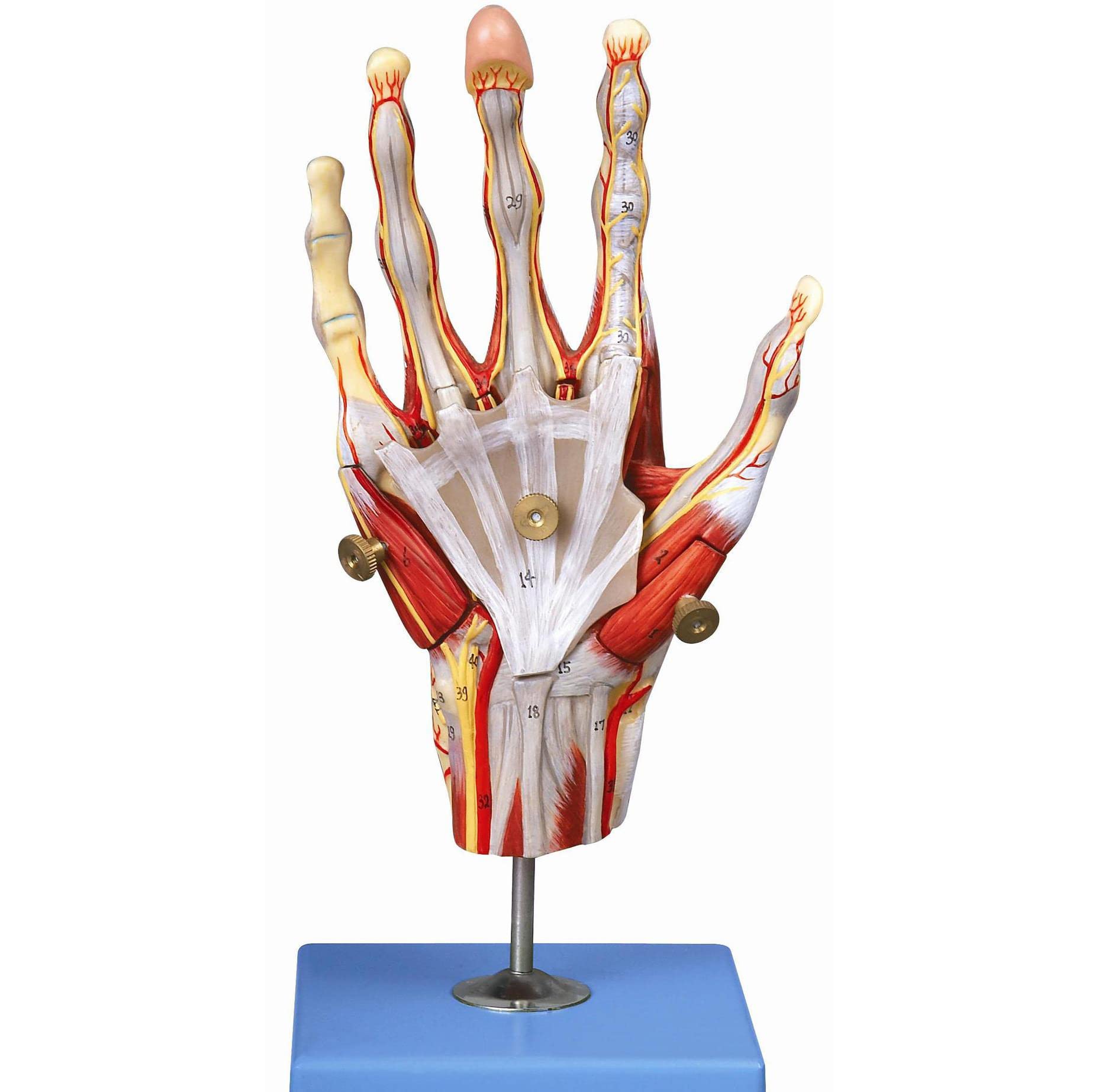 Anatomía Vascular De La Mano AnatomÌa De La Mano MÚsculos Vasos Y 6632