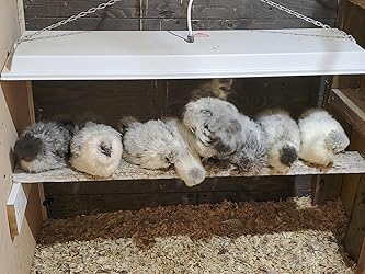 Amazon.com: SWEETER HEATER Safe Heater for Chicks, Coops, & Animals ...