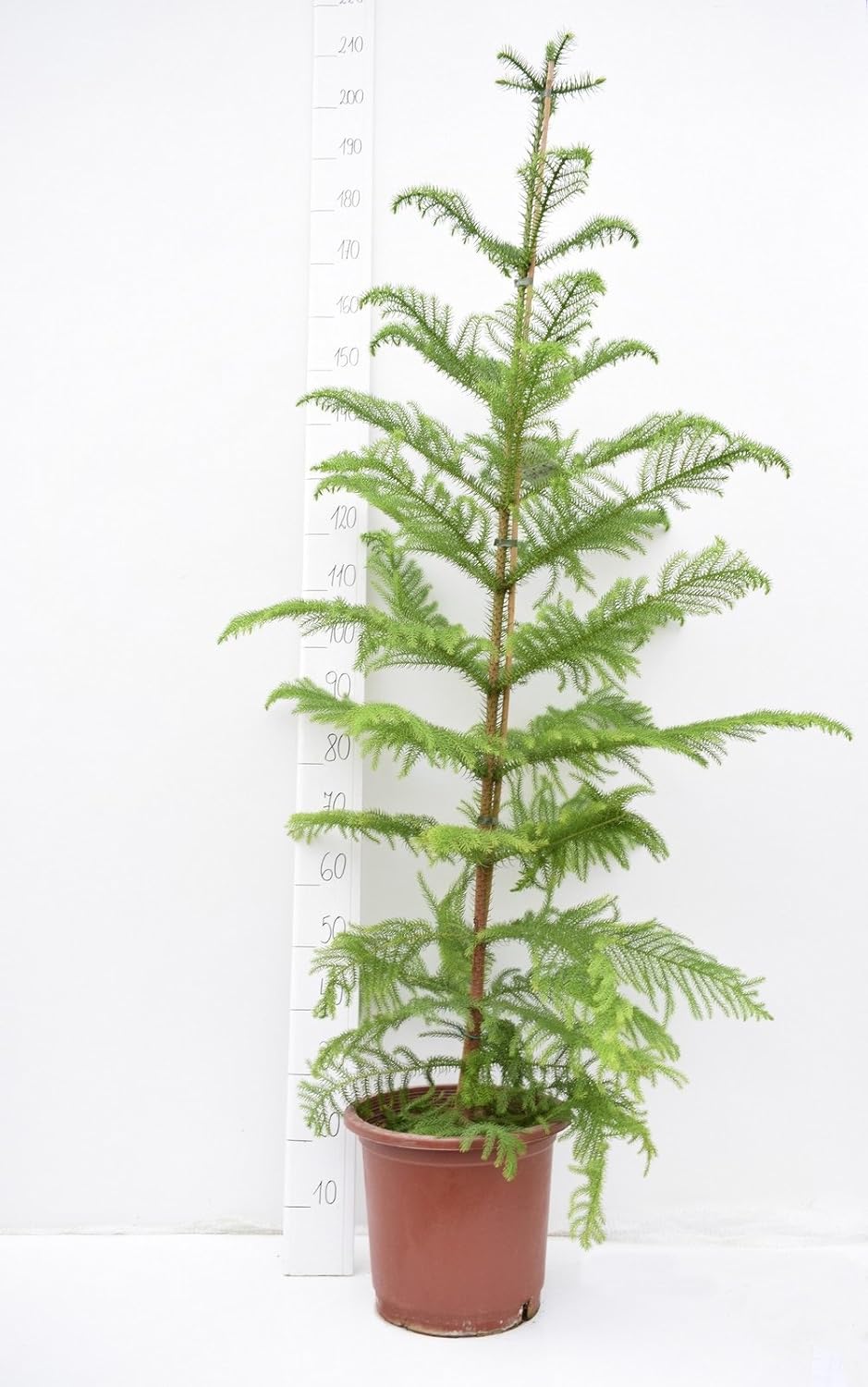 Norfolk Tanne - Zimmertanne - Araucaria Heterophylla - 180+cm Topf Ø ...