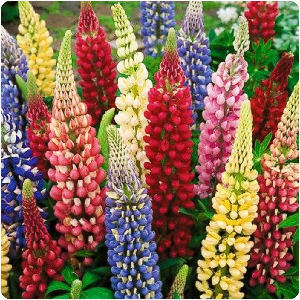 Lupin Legendary 'Mixed Colours' x 5 Perennial Plug Plants : Amazon.co ...