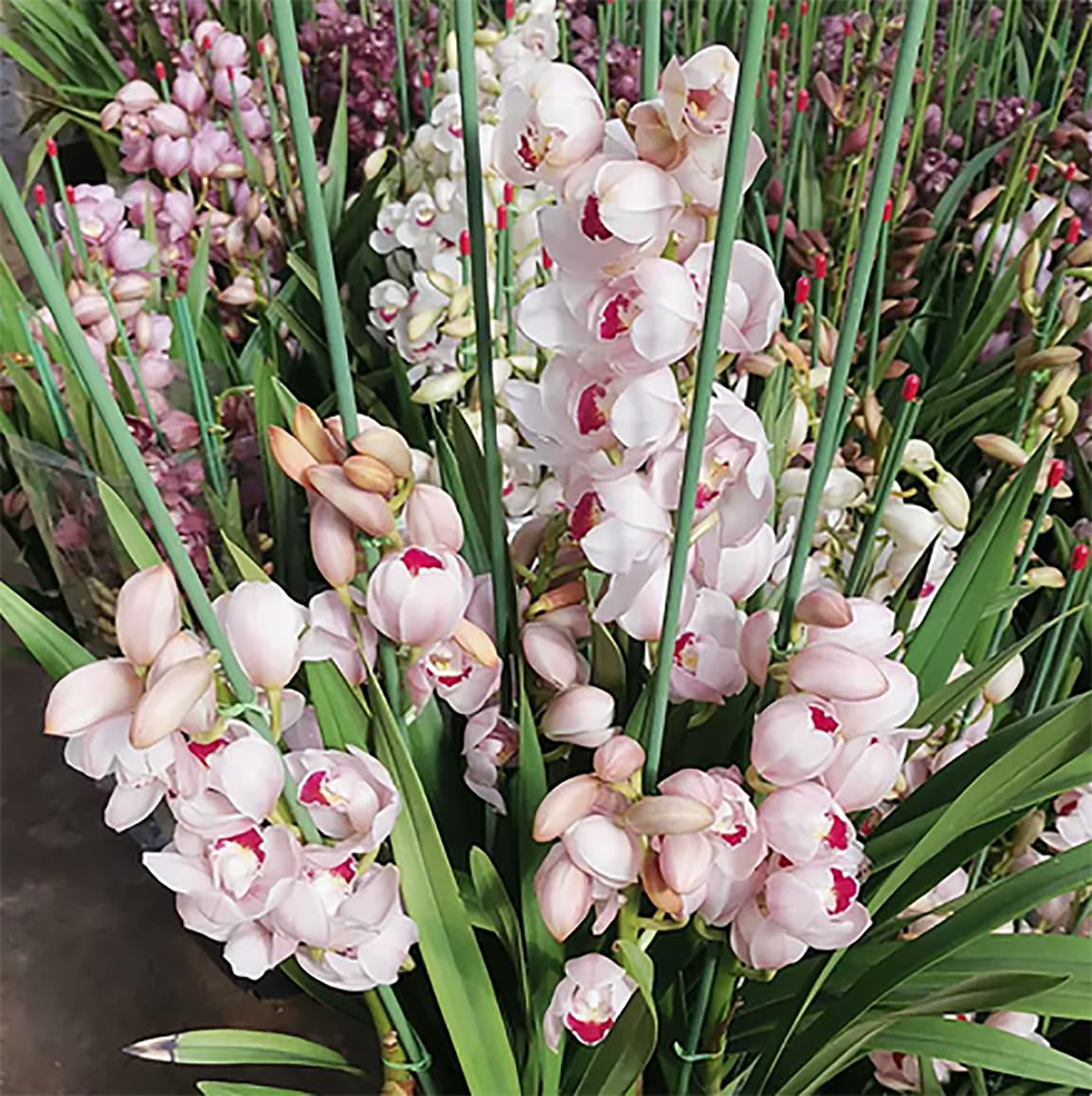 Amazon.com : Cymbidium sp. 大花蕙兰 "(Pink Lady)",Bloom Size, 4 ...