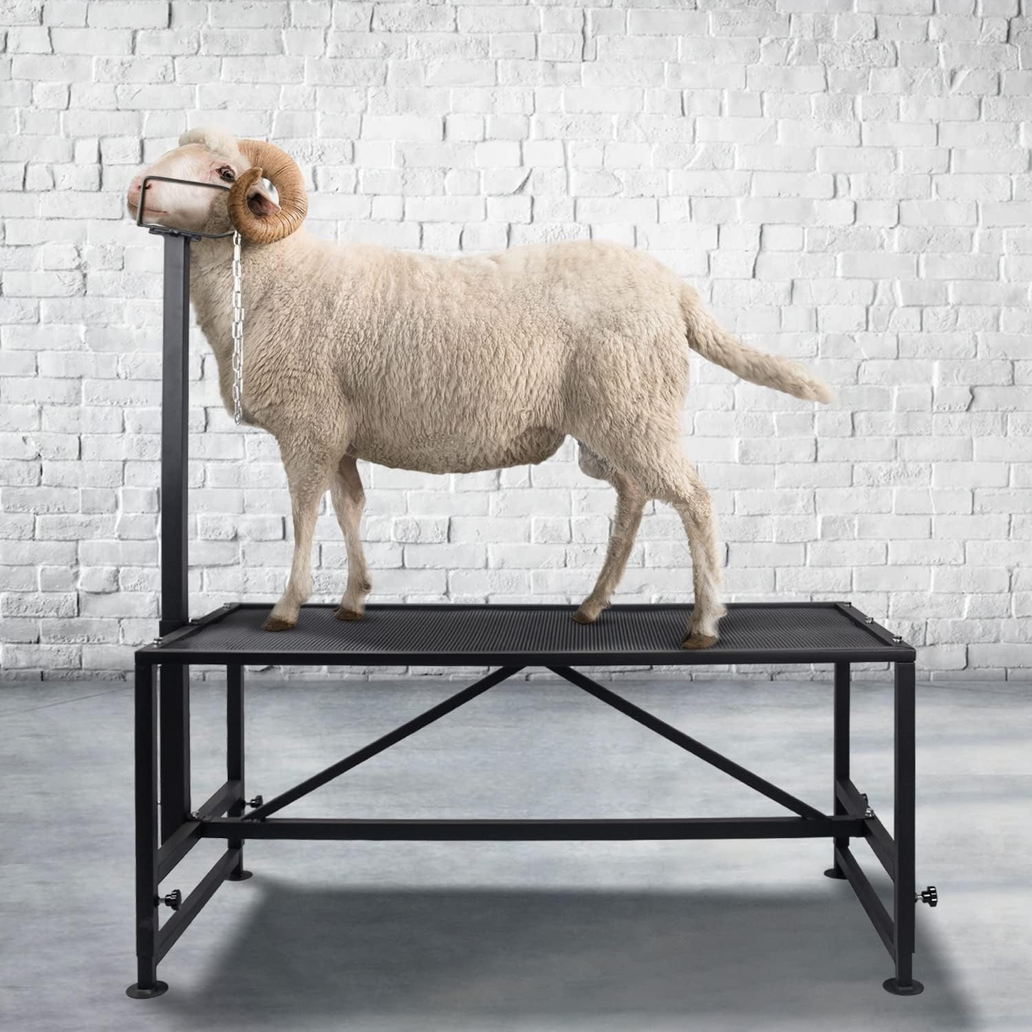 Amazon.com - Belinova Metal Trimming Stand for Sheep and Goats，Premier ...