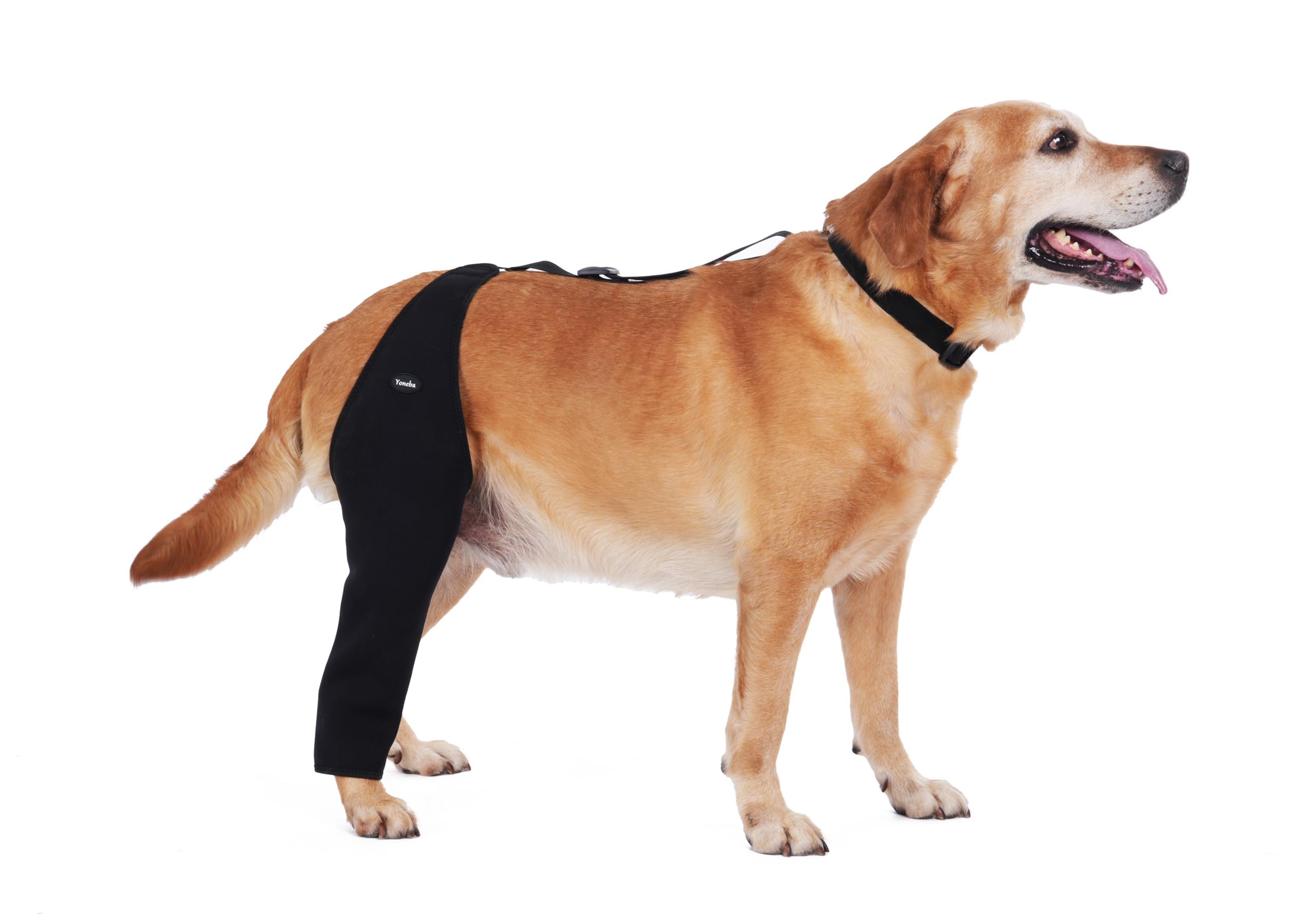 Amazon.com : Dog Recovery Sleeve Back Leg Waterproof Diving Material ...