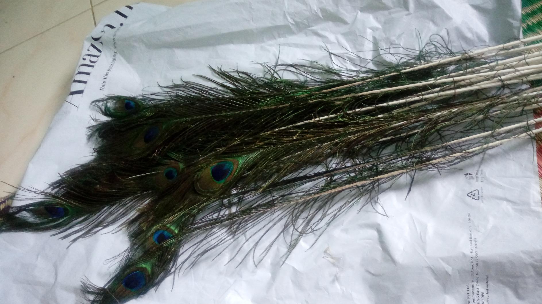 Buy Urvi Creations Peacock Feather (12 x 18 inch, Multicolour) Online ...