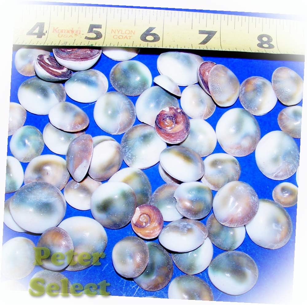 Amazon.com : 30 Tiny Green CAT Eye Seashells Fish Tank Crafts - for ...