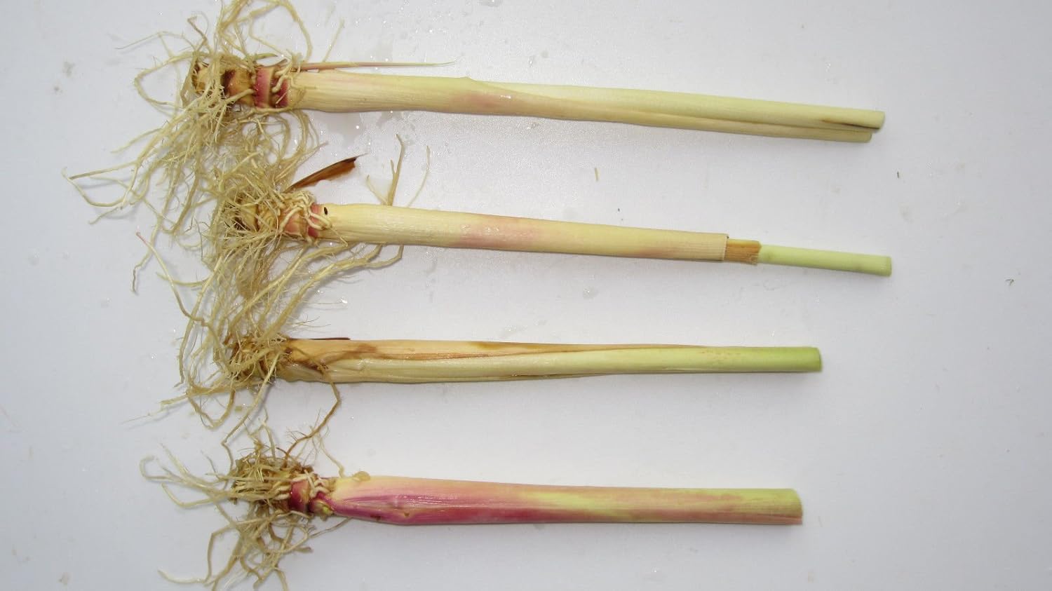 Amazon.com : 2 Rooted of Lemongrass Plant Stalk - Cymbopogon Citratus ...
