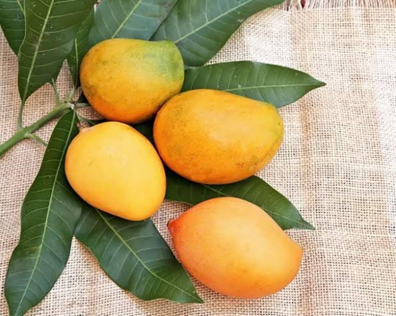 The King of Mango Sweet Himsagar Live Grafted Mango Plant, (1.5-2 FT ...