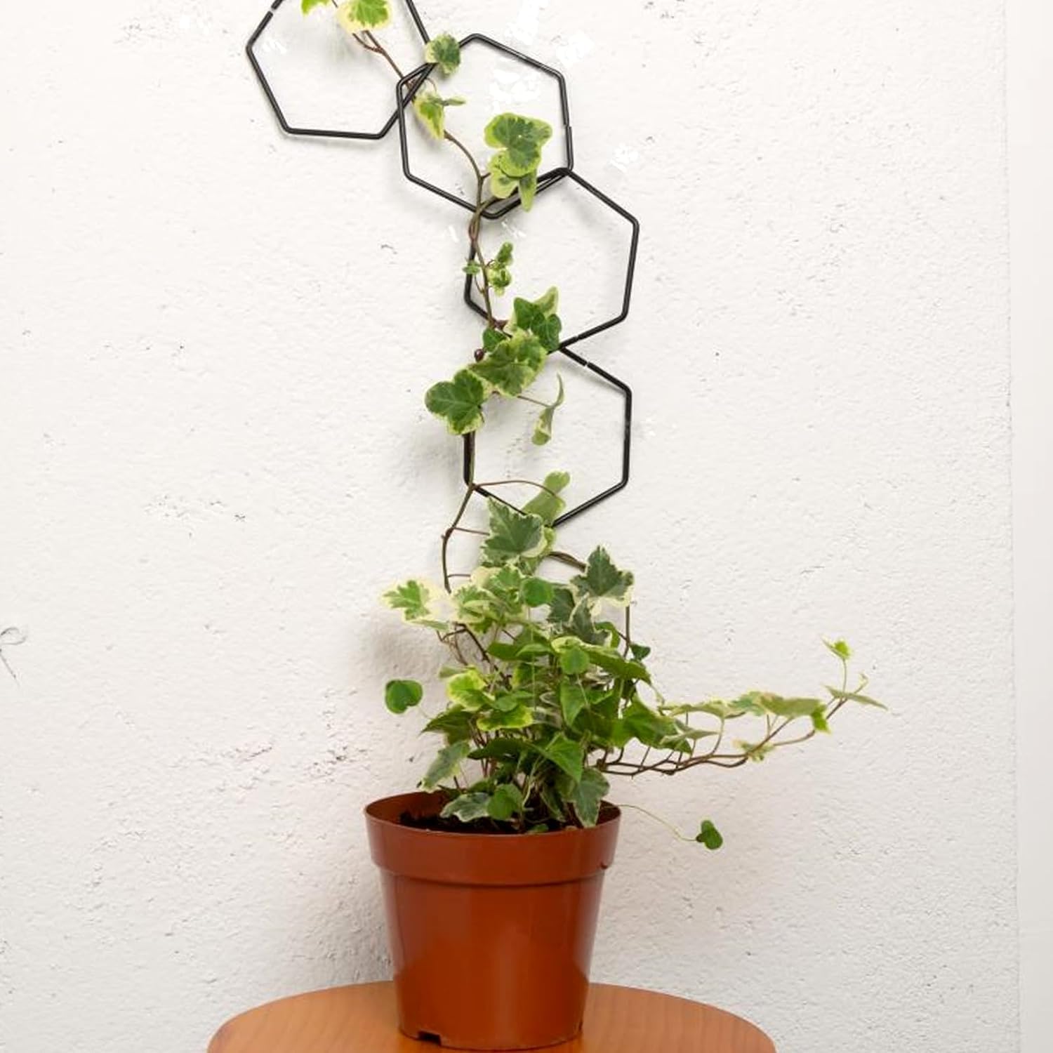 BOOXMIMI Hexagonal Metal Plant Trellis for Climbing Plants – Indoor ...
