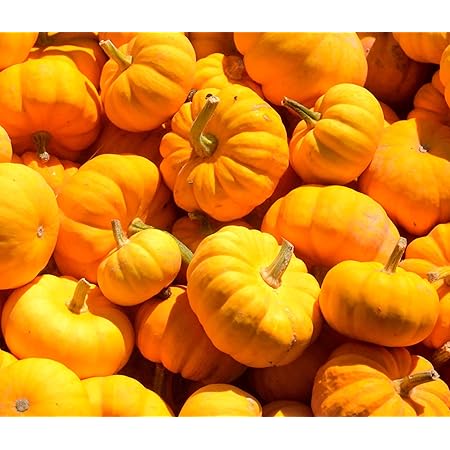 Amazon.com : Jack Be Little Pumpkin Unique Mini Heirloom bin308 (20 ...