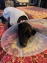 Amazon.com: RMC Proxi Spray/Walk Away Cleaner : Health & Household