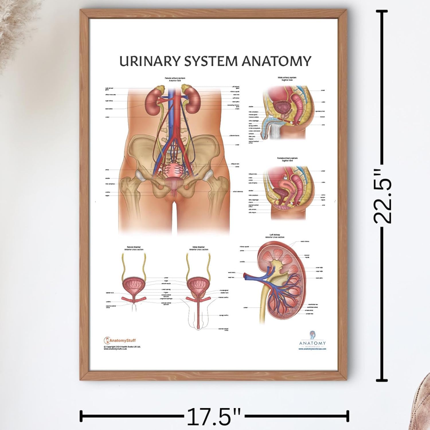 Anatomy Lab Human Urinary System Anatomy Poster, LAMINATED, Anatomy and Physiology, 17.3 x 22.5 ...