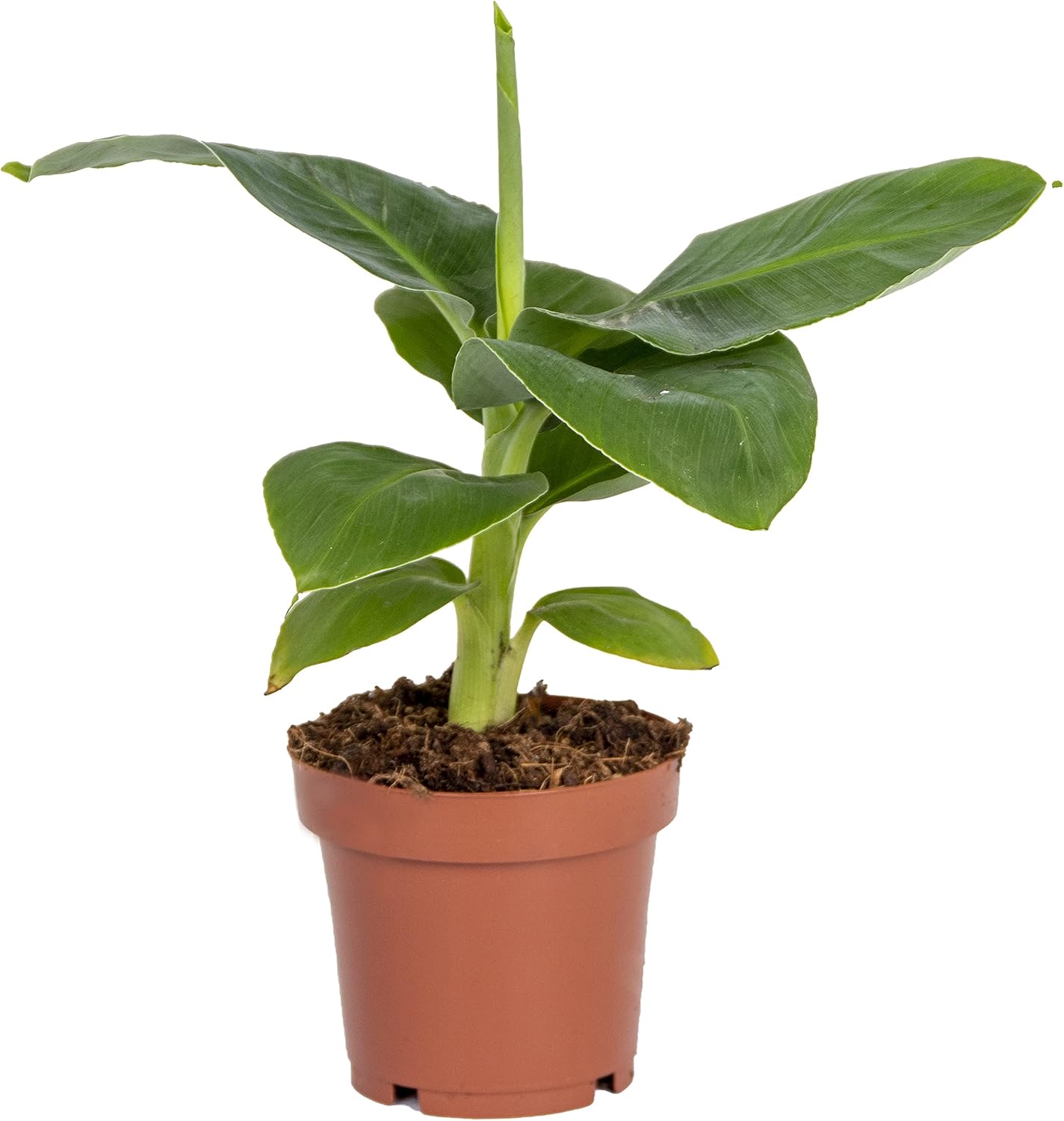 Bloomique - Musa Dwarf Cavendish - Banana plant - Indoor plants - Air ...