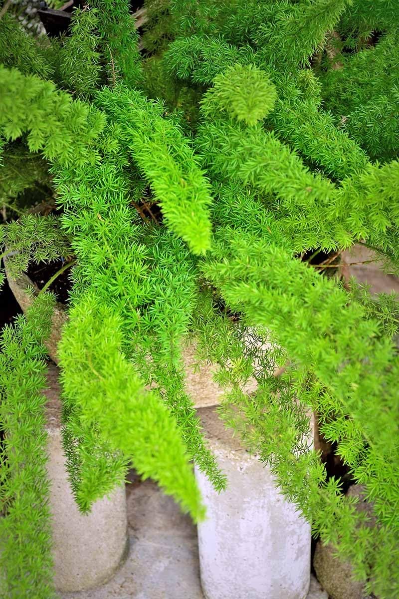 Guruji Plantation Wild Asparagus Root Climbing Satawar Thaneervittan ...