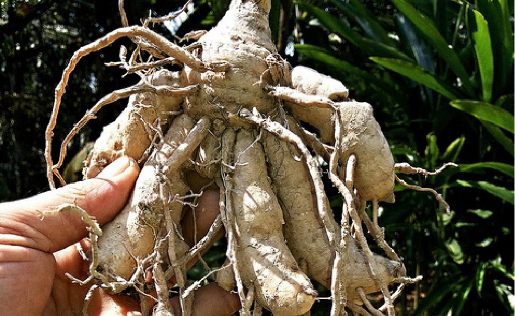 Buy Mall~Kerala : 25 Rhizomes of Precious Curcuma Angustifolia East ...