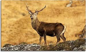 Amazon.com: Young Highland Red Stag (Picture Poster Animal Deer Bull ...