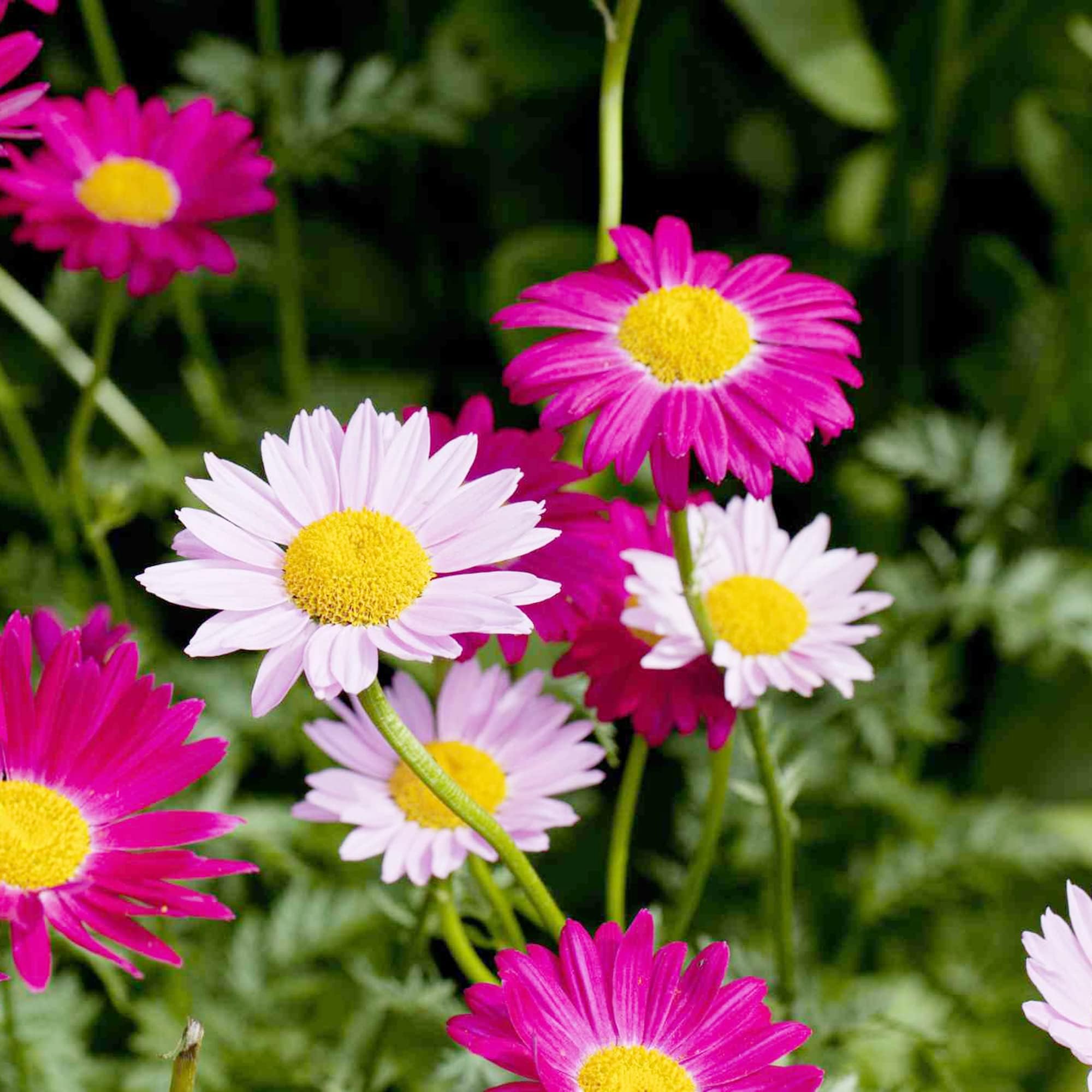 Amazon.com : Pyrethrum Daisy Seeds Tanacetum Cinerariifolium Showy ...
