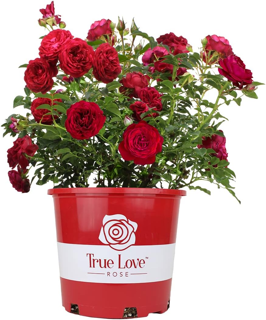Amazon.com : Fresh Roses for Delivery Prime, Red Roses Live Rose Bush ...
