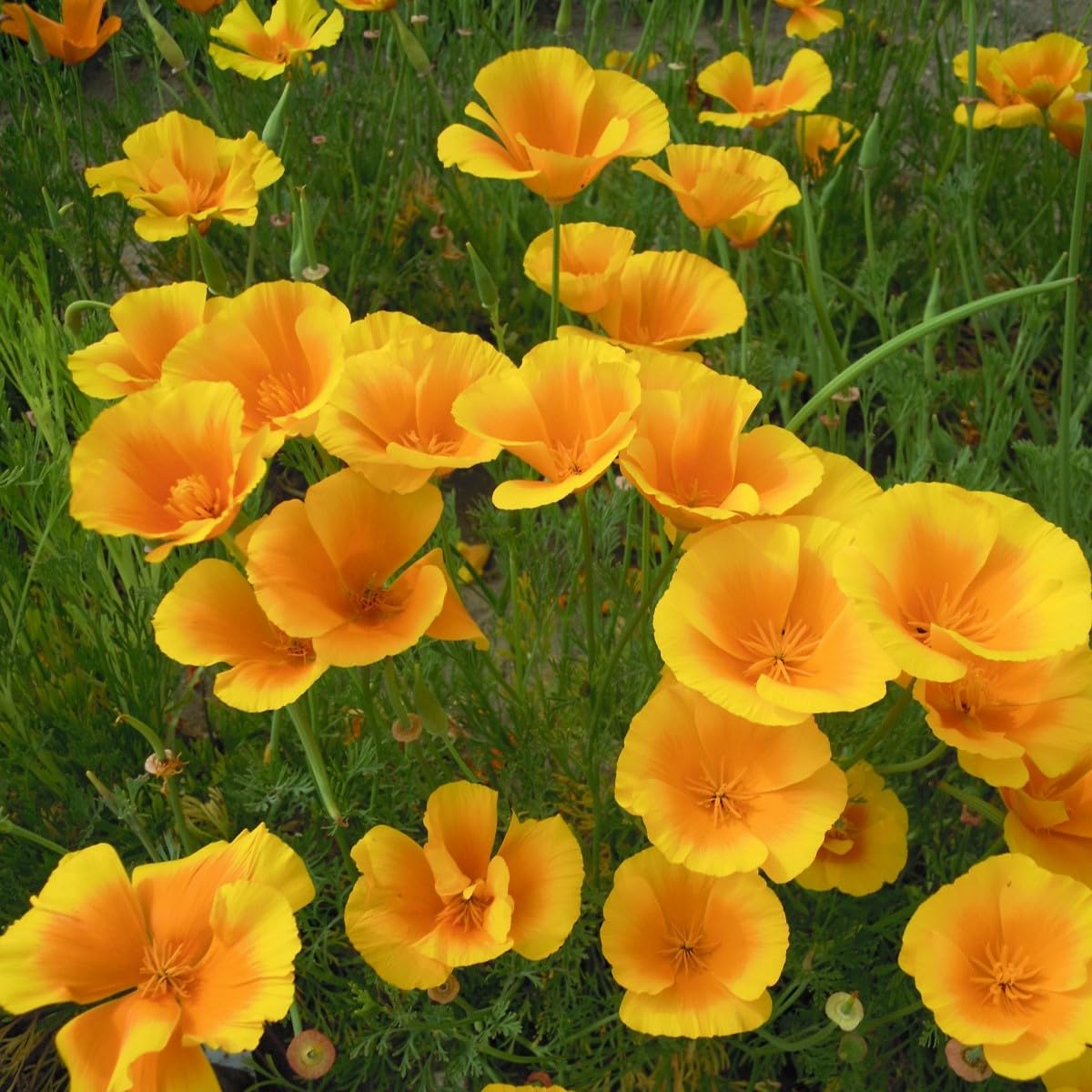 Golden Poppy Plant
