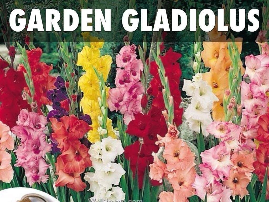 Amazon.com : Gladiolus bulbs,Mixed (25 Bulbs) Summer flowering ...