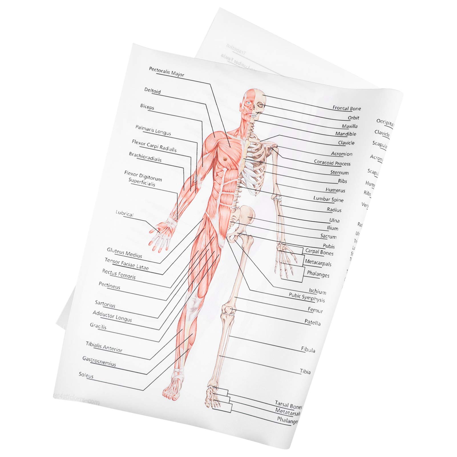 Buy Balacoo Human Being Anatomy Learning Muscular Skeletal System ...