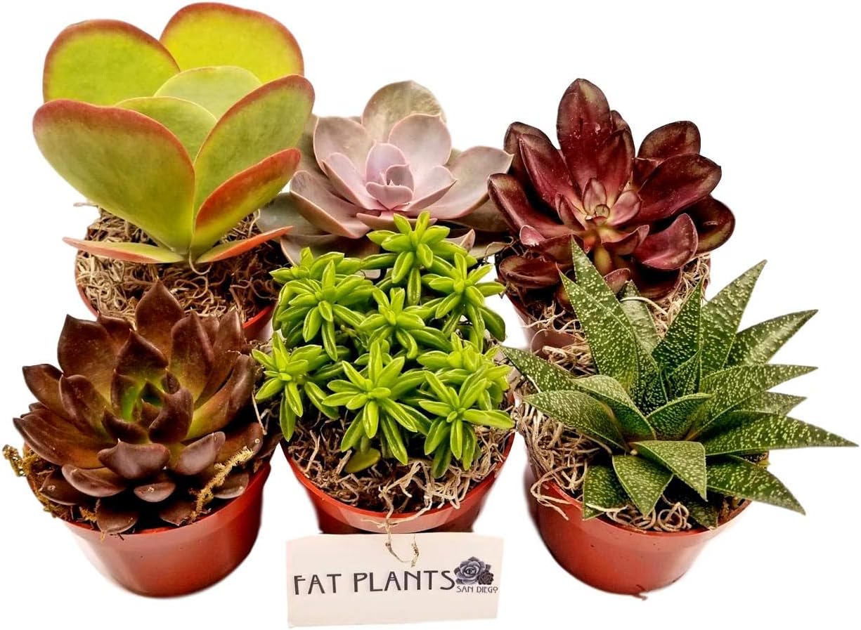Amazon.com : Fat Plants San Diego Succulent Plant(s) Trailing Succulent ...