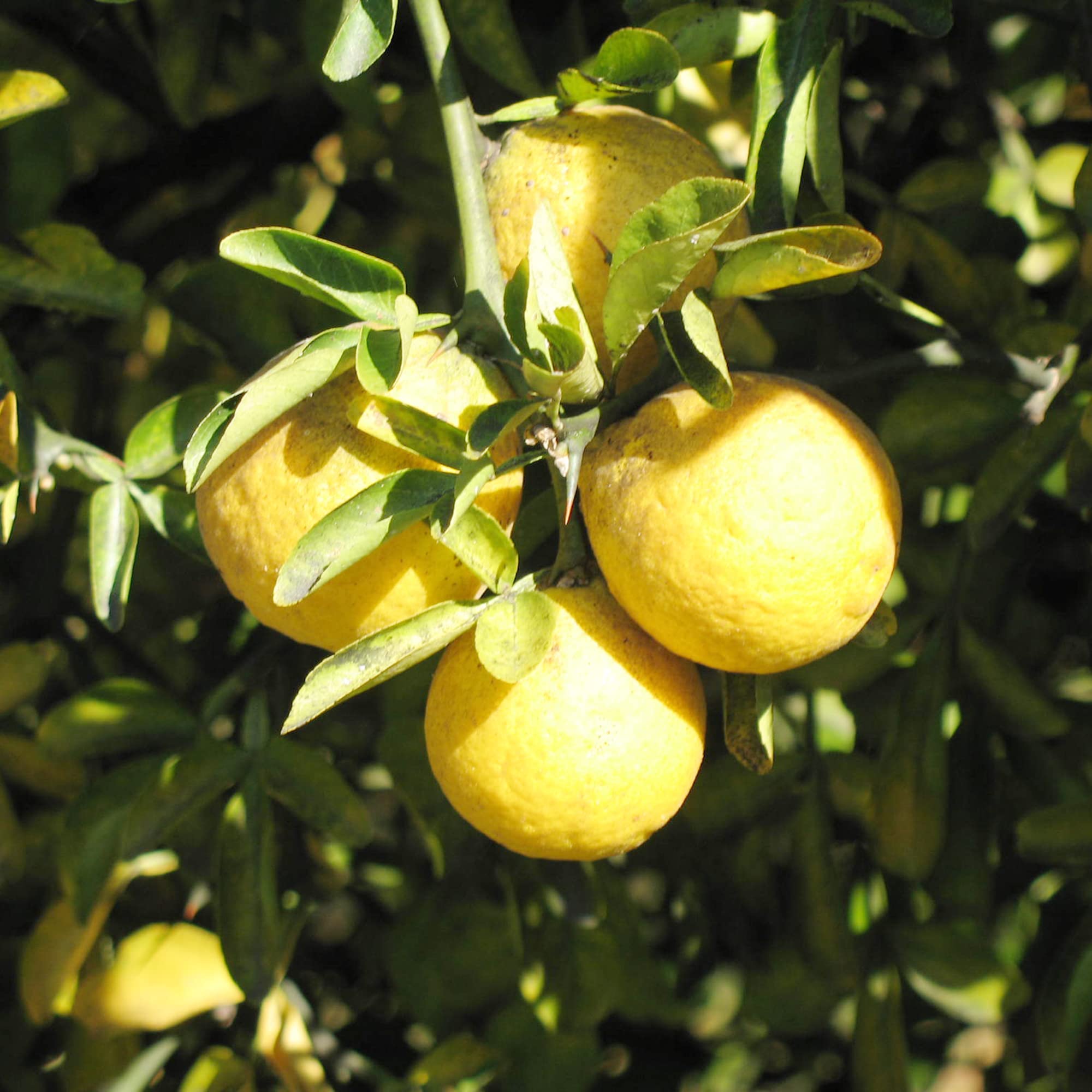 Amazon.com : Trifoliate Orange Seeds Poncirus Trifoliata, Hardy Orange ...
