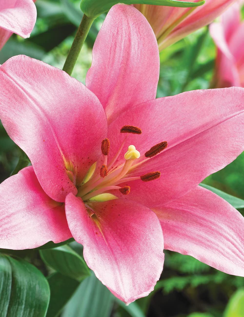 Live Green Asiatic Lily Pink Flower Bulbs - Set of 2 Bulb : Amazon.in ...