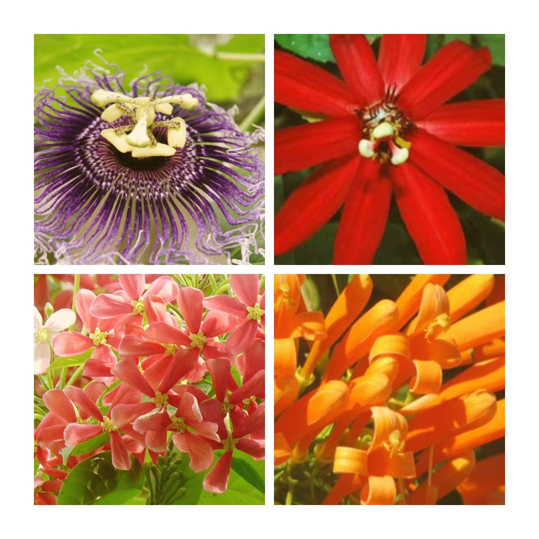 Orange Passion Flower