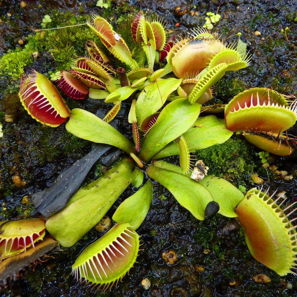 Venus Flytrap Dionaea Muscipula Low Round Form Japanese Rare ...