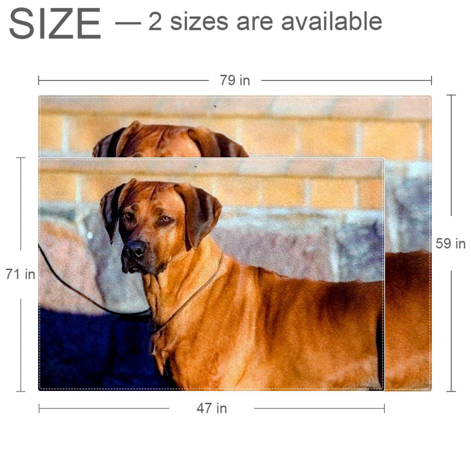Rhodesian Ridgeback Size Comparison
