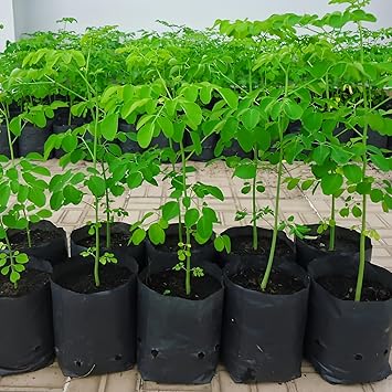 Amazon.com : 4 Trees Moringa Plants Live for Planting Oleifera Moringa ...