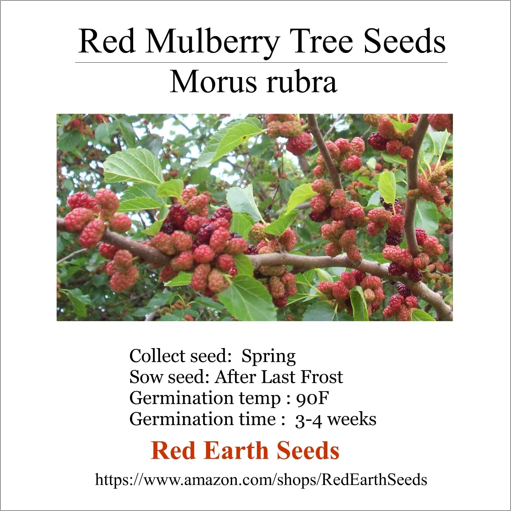 Amazon.com : Red Mulberry - Morus rubra 100 Seeds (Organically Grown ...