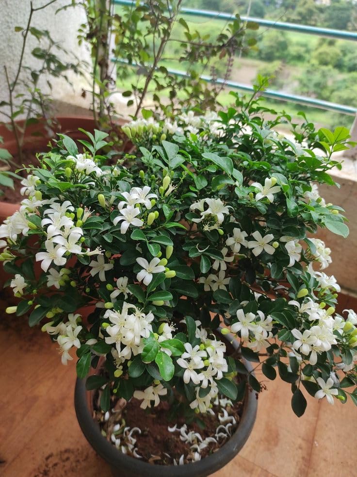 Greenery Nursery Madhu Kamini Flower Highly Fragrant Flower Plant ...