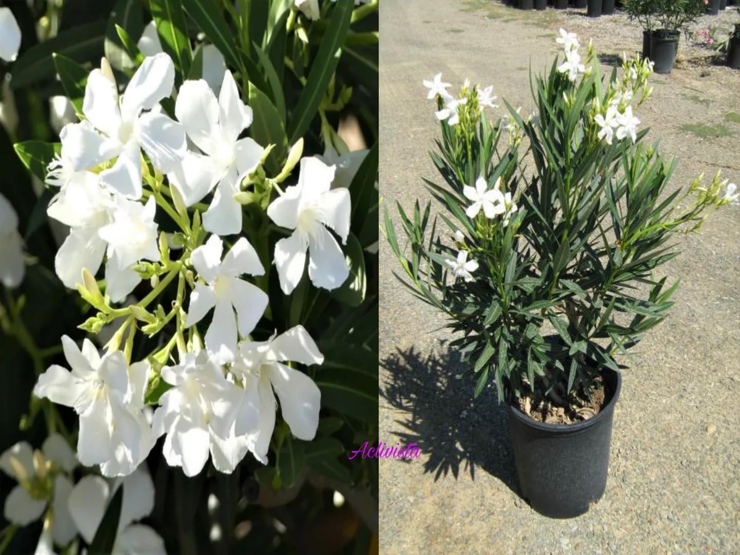 White Oleander Karabi Flower Live Plant With Pot : Amazon.in: Garden ...