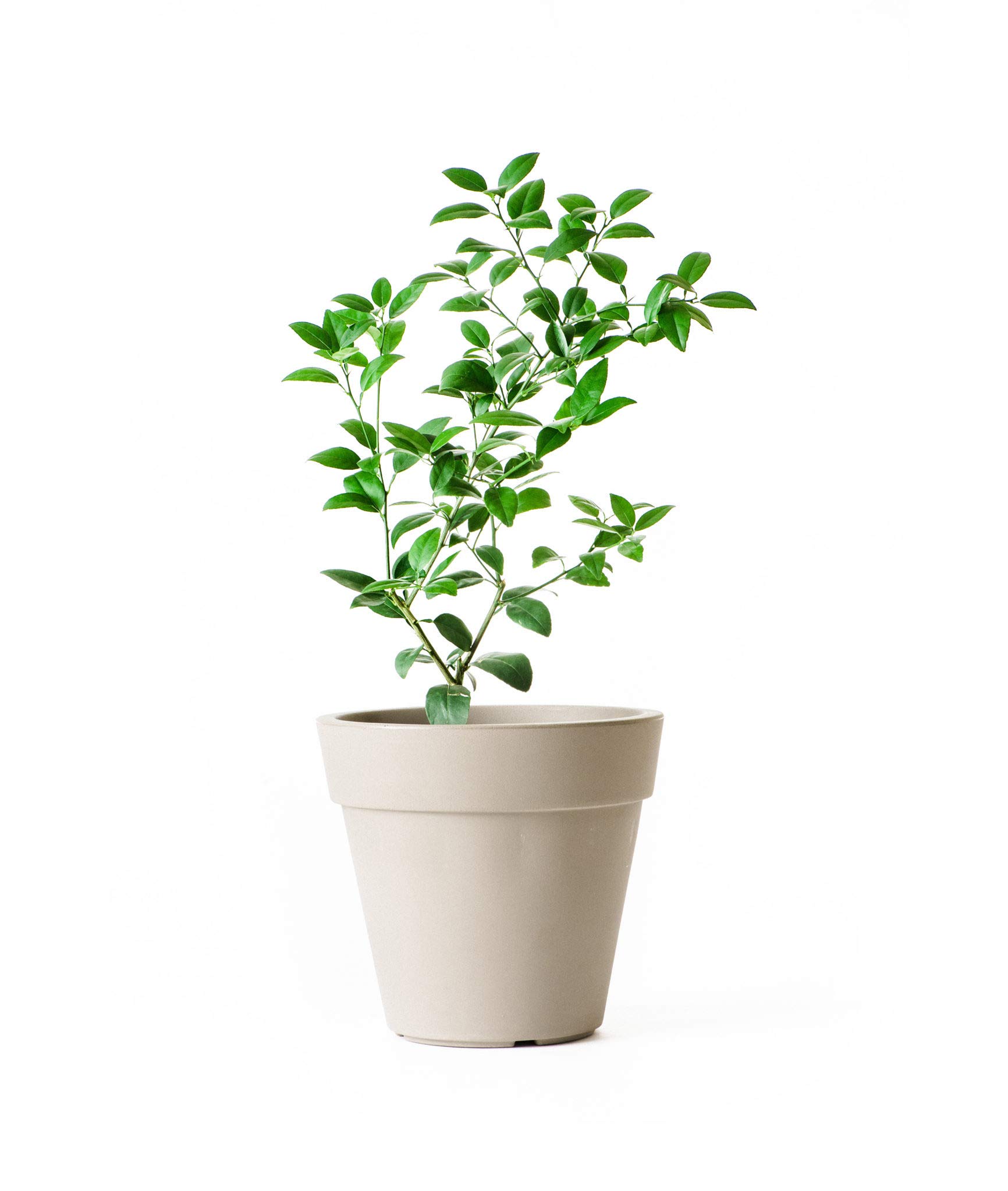 Citrus Lime Tree with Edible Limes - Mini Lime Tree 25 cm - House ...