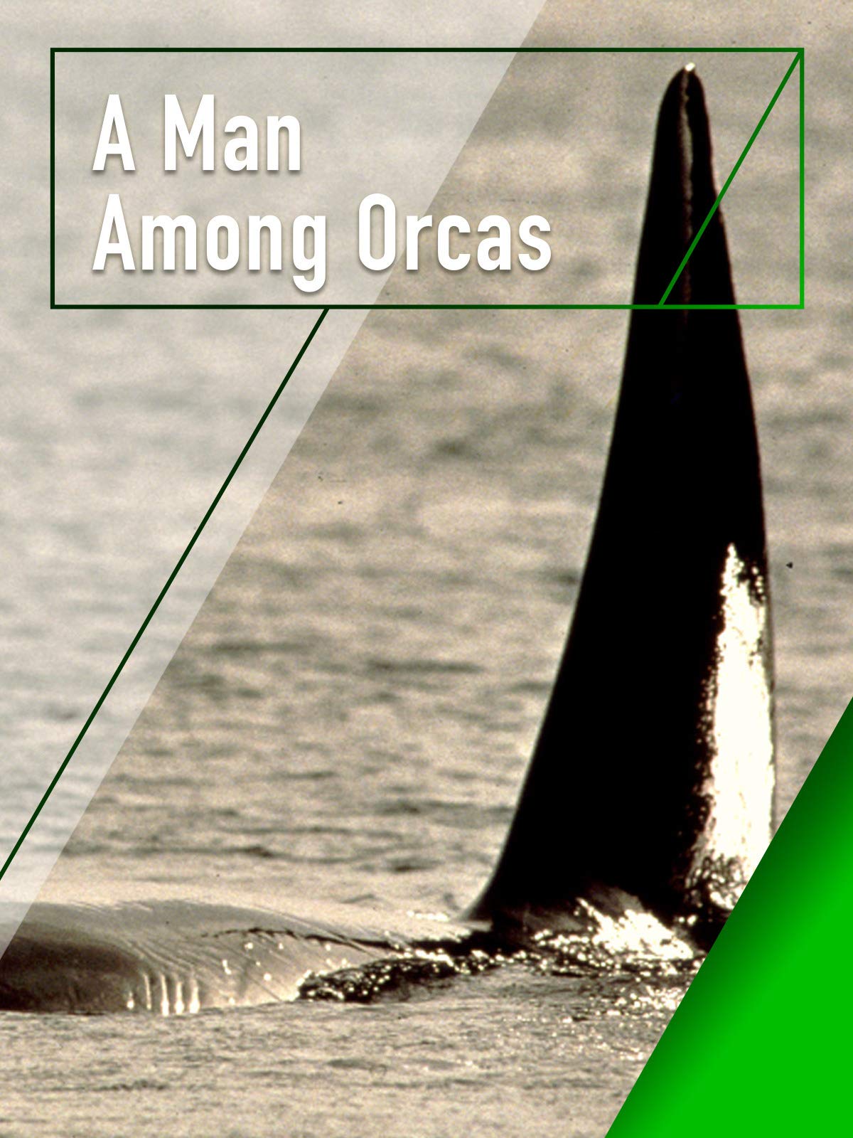 A Man Among Orcas - Sandyswim