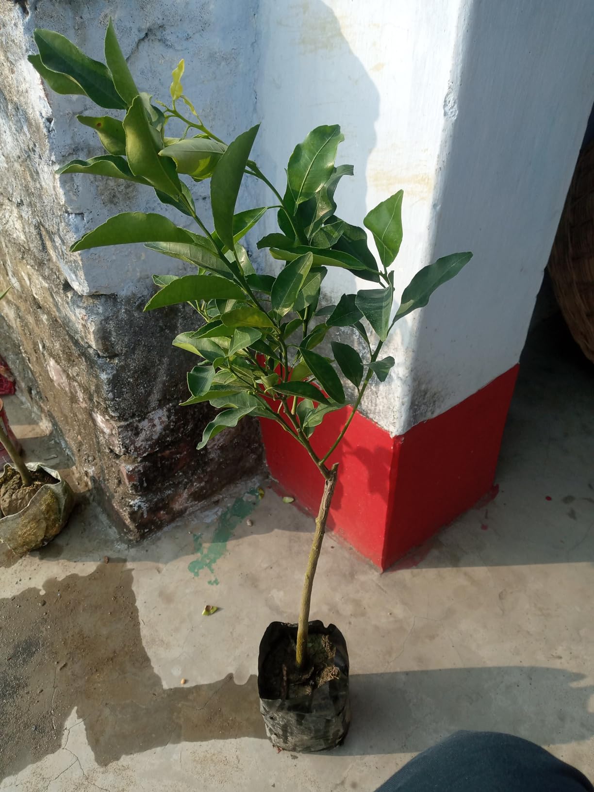 Bhutani Chataki Orange Variety Grafted Santra Fruit Live Plants & Tree ...