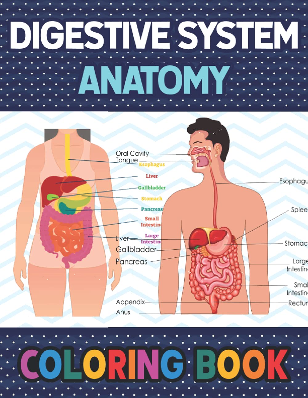 Digestive System Anatomy Coloring Book Human Digestive System Anatomy ...