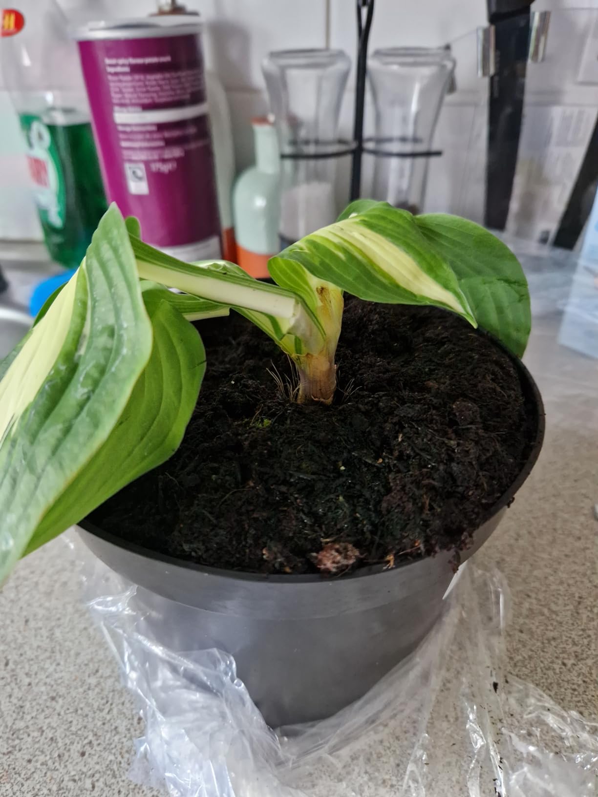 Perfect Plants - Hosta Mamma Mia Perennial Plant in a 17cm Pot : Amazon ...