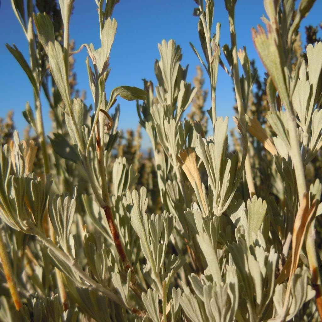 Amazon.com : Palm Beach Medicinal Herbs - Mountain Sagebrush (Artemisia ...