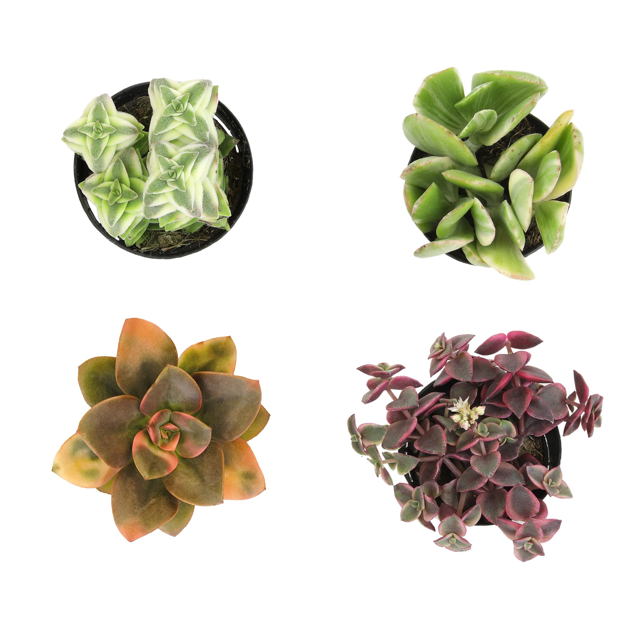 Amazon.com : Altman Plants Variegated Succulent Plant Collection (4PK ...