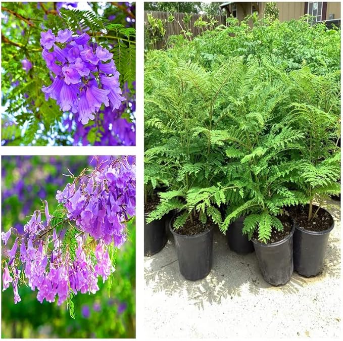 Amazon.com : Jacaranda Tree Plant Live, Blue Mimosifolia Purple Flower ...