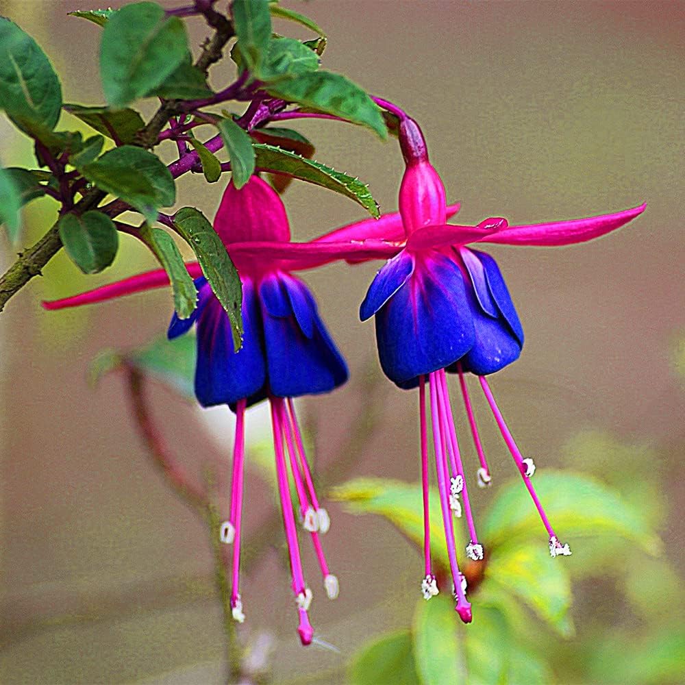 Amazon.com : QAUZUY GARDEN 50 Rare Fuchsia Seeds for Planting Perennial ...