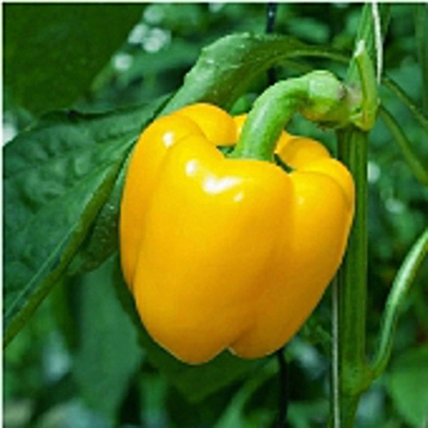 Amazon.com : Sunbright Sweet Peppers Seeds (50 Seed Packet)(Non GMO ...