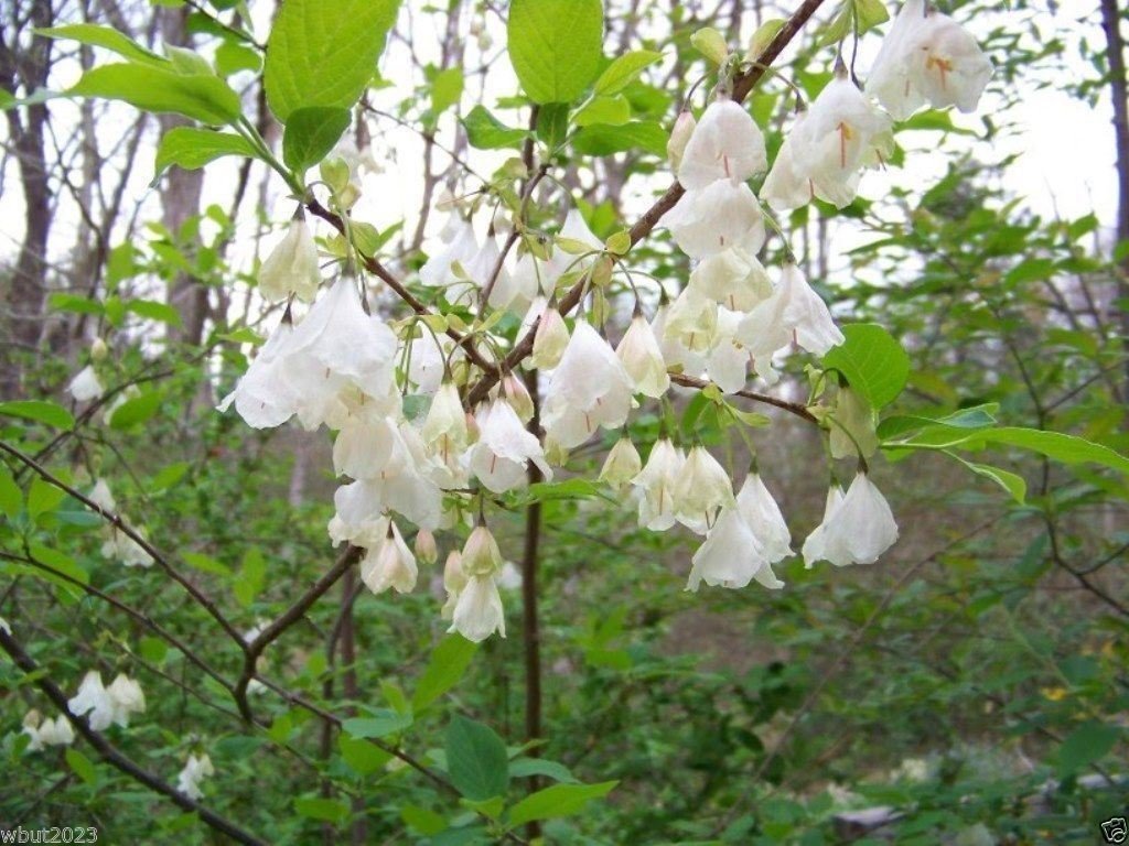 Carolina Silverbell En Las Flores Halesia Carolina, Carolina