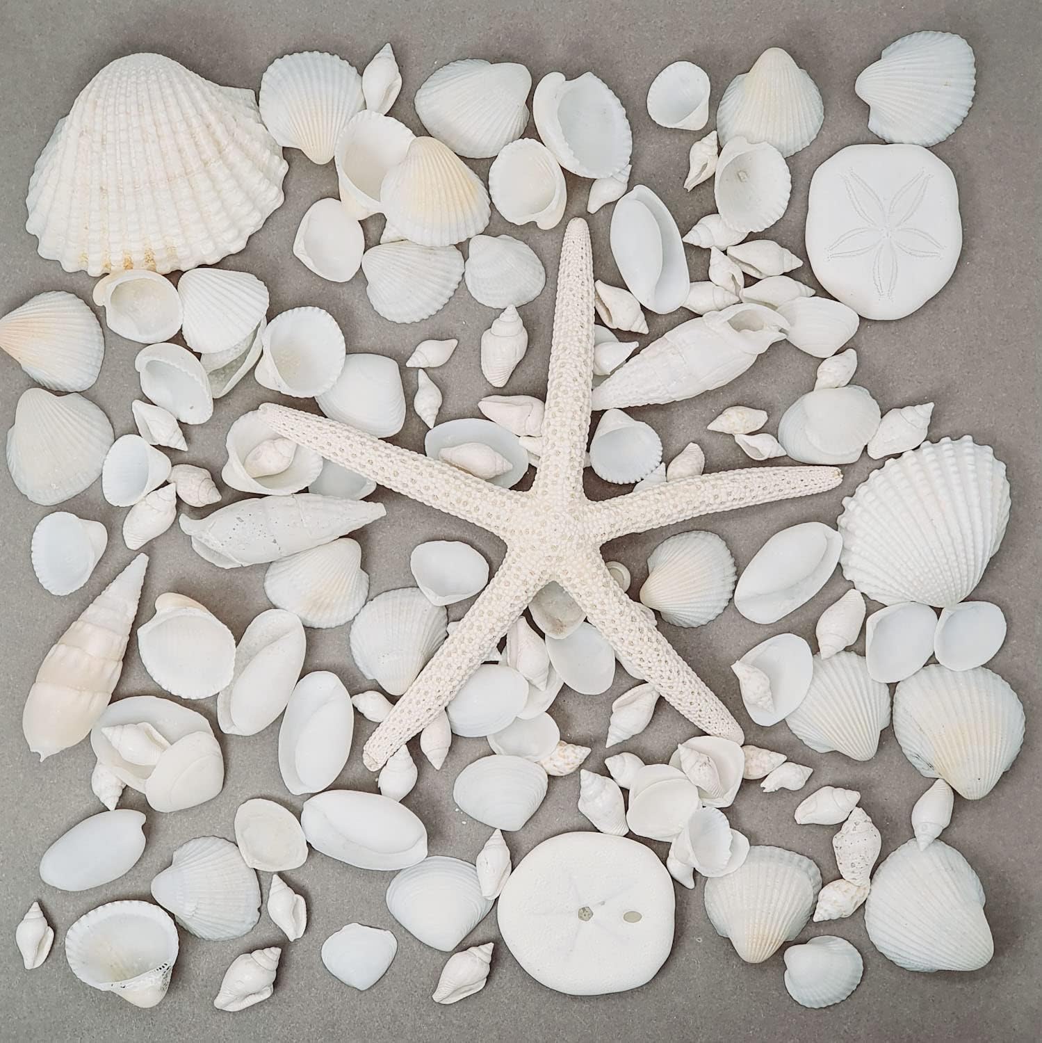 Avalon MIXED SEA SHELLS Collectable Small Seashell Mixes, Decorative ...