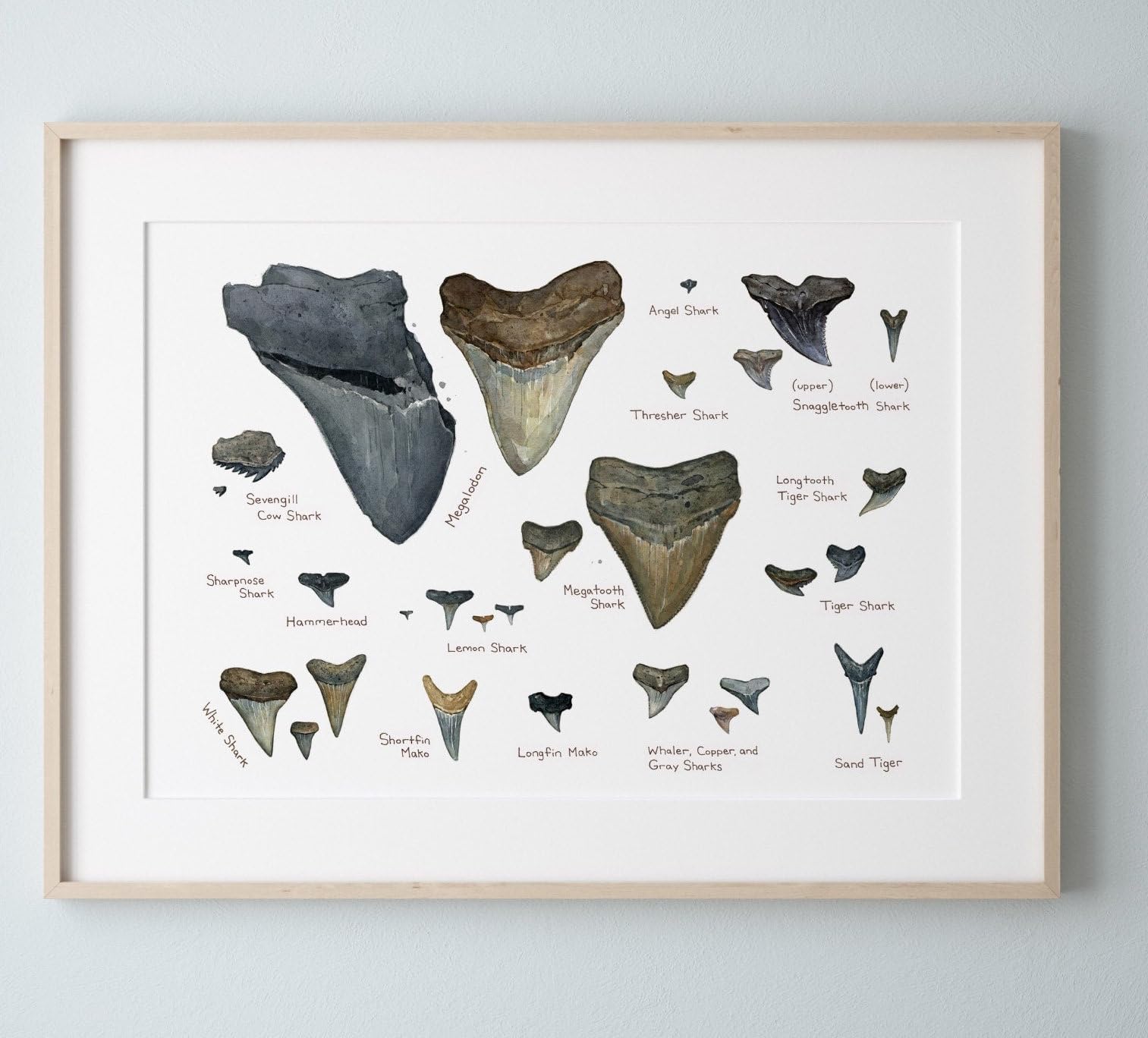 Hammerhead Shark Tooth