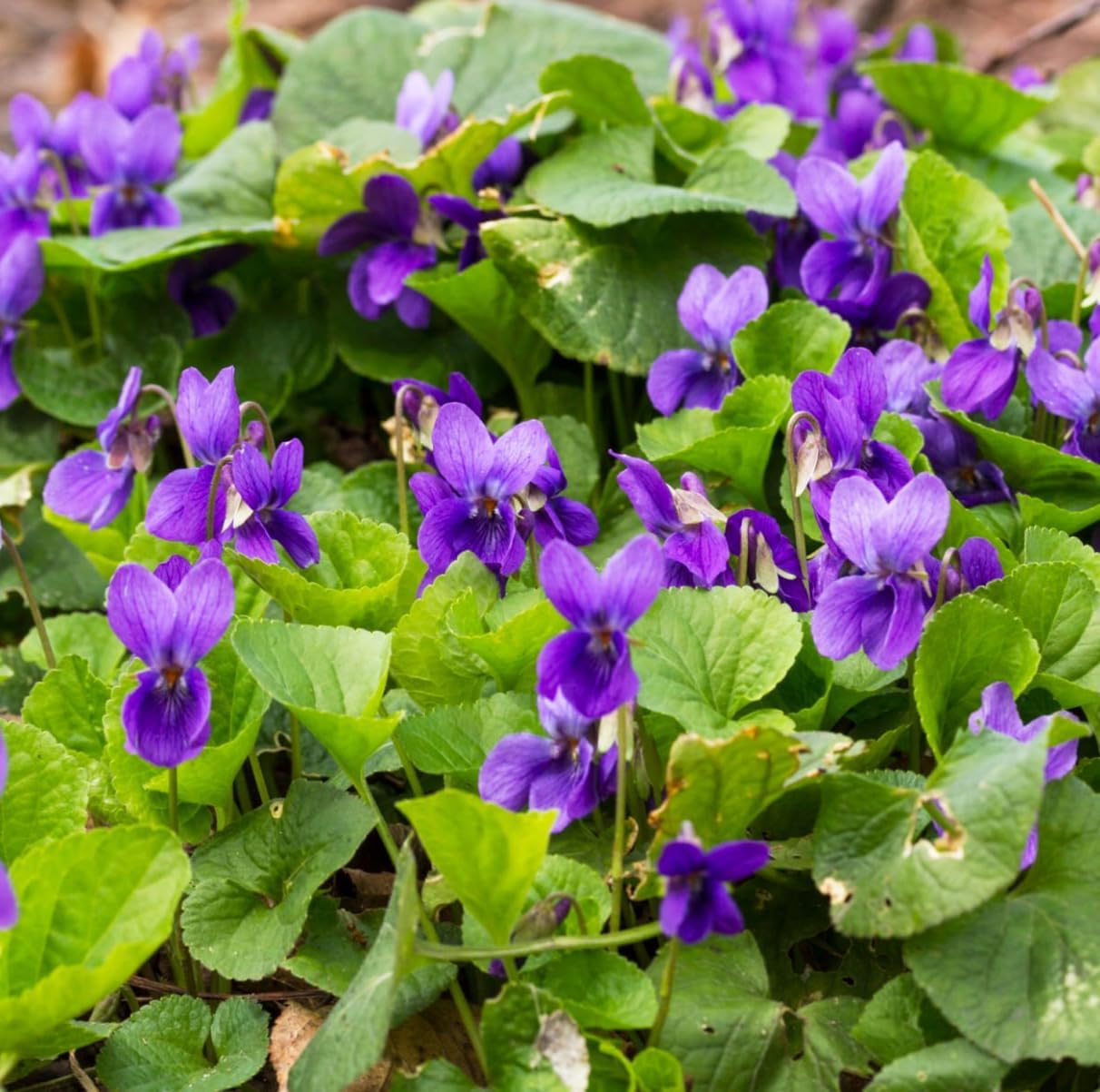 Amazon.com : 300+ Perennial Sweet Violet Flower Seeds for Planting ...